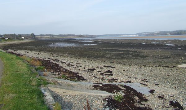 Menai Oysters and Mussels Ltd – Fresh Cultivated Oysters and Mussels