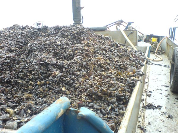 About us – Menai Oysters and Mussels Ltd