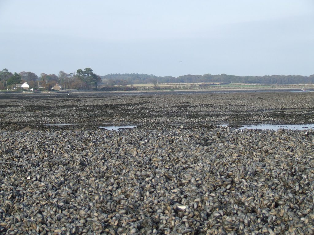 Menai Oysters and Mussels Ltd – Fresh Cultivated Oysters and Mussels